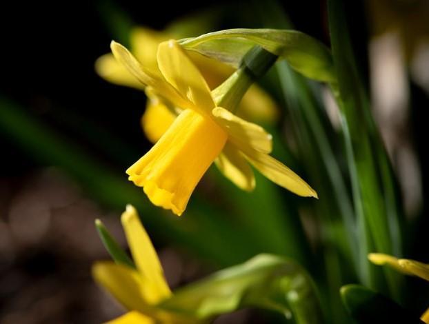 16 PLANTES à BULBE : LISTE et CARACTÉRISTIQUE