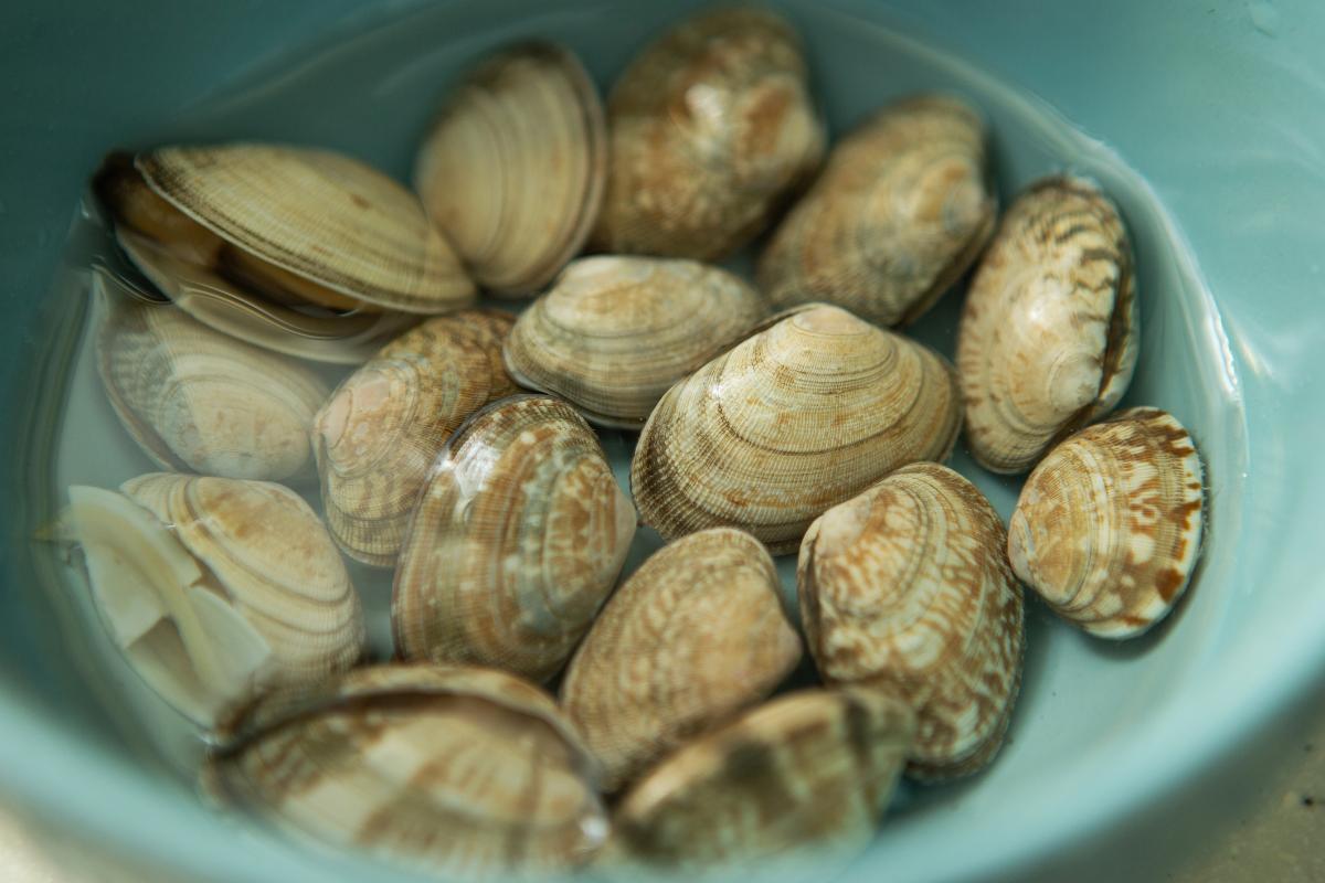 Palourdes marinières : recette facile et délicieuse