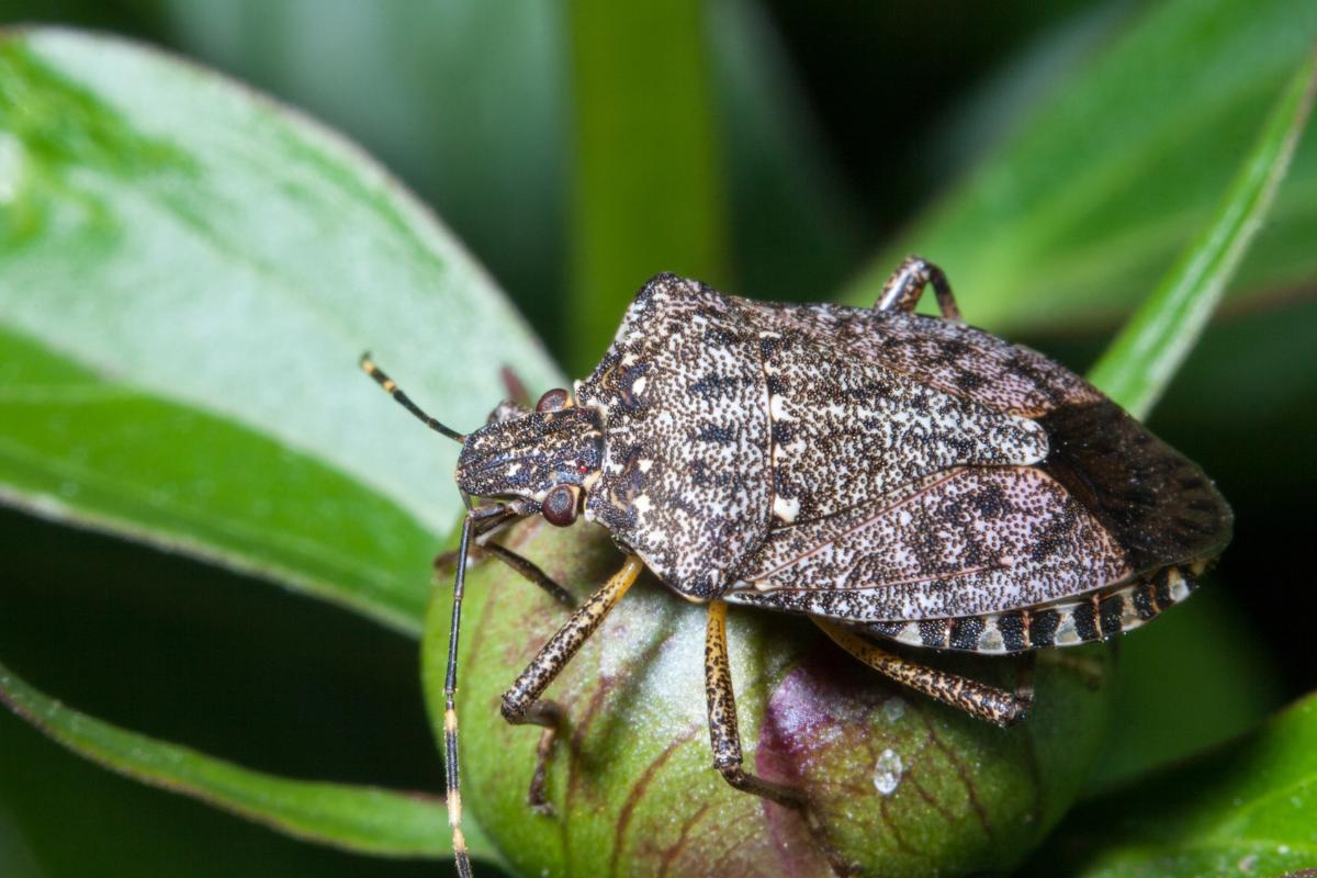 6 types de PUNAISES - NOMS, CARACTÉRISTIQUES avec PHOTOS