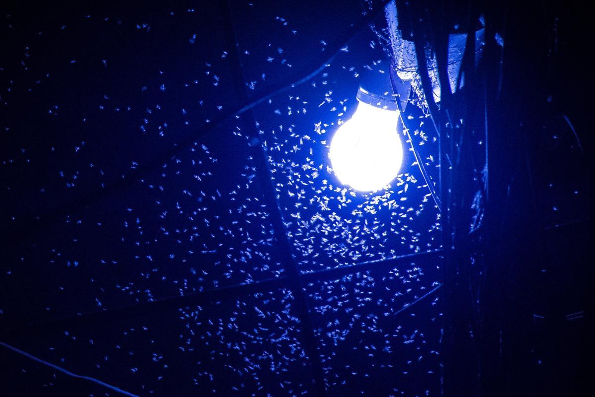 Pourquoi les papillons de nuit sont attirés par la lumière