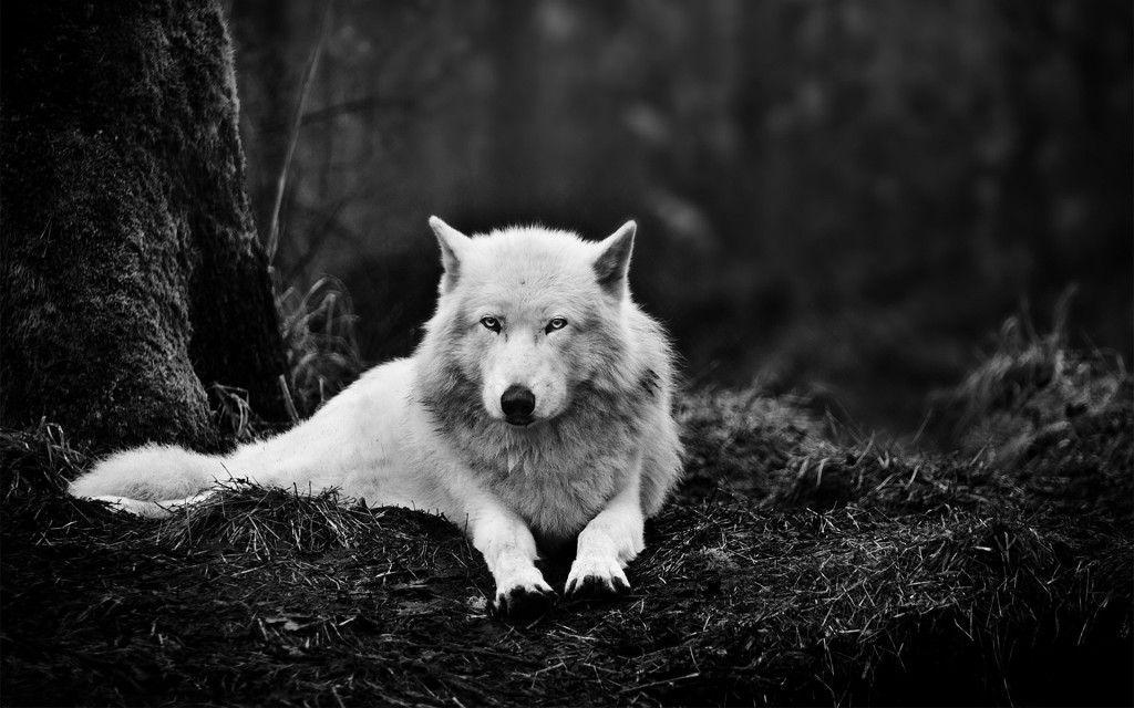 D'où vient la légende des loups-garous