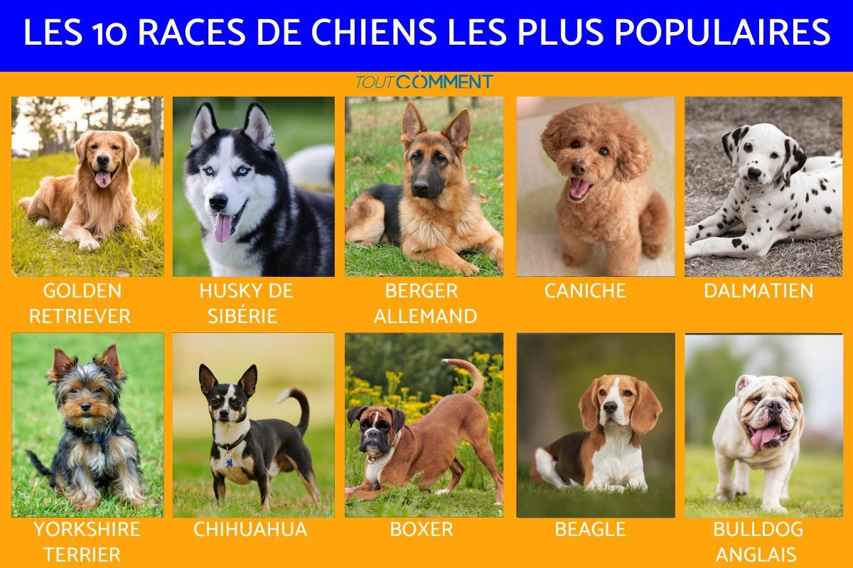 Les 10 RACES de CHIENS les plus POPULAIRES - Golden retriever