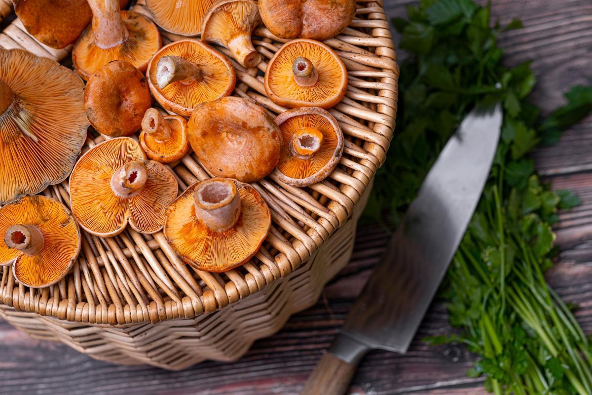 Lactaires délicieux : bienfaits, propriétés et recettes