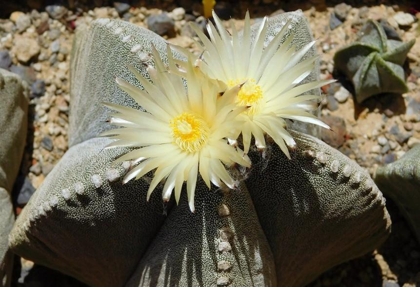 + de 20 Sortes de CACTUS d'INTÉRIEUR - Noms, Entretiens et Photos