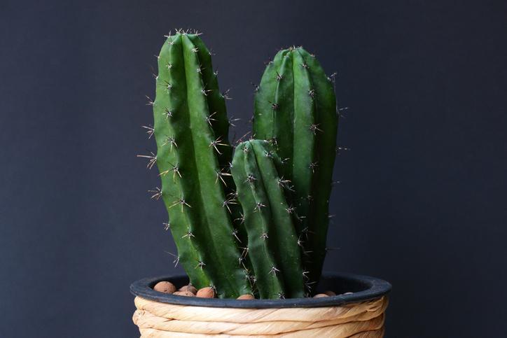 + de 20 Sortes de CACTUS d'INTÉRIEUR - Noms, Entretiens et Photos