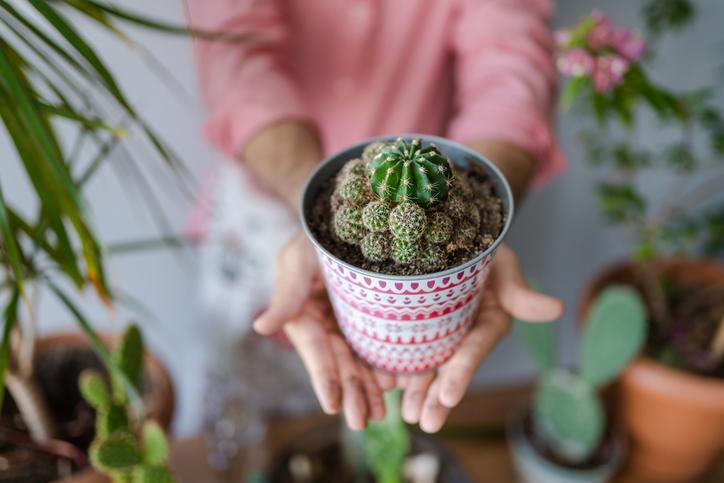 + de 20 Sortes de CACTUS d'INTÉRIEUR - Noms, Entretiens et Photos