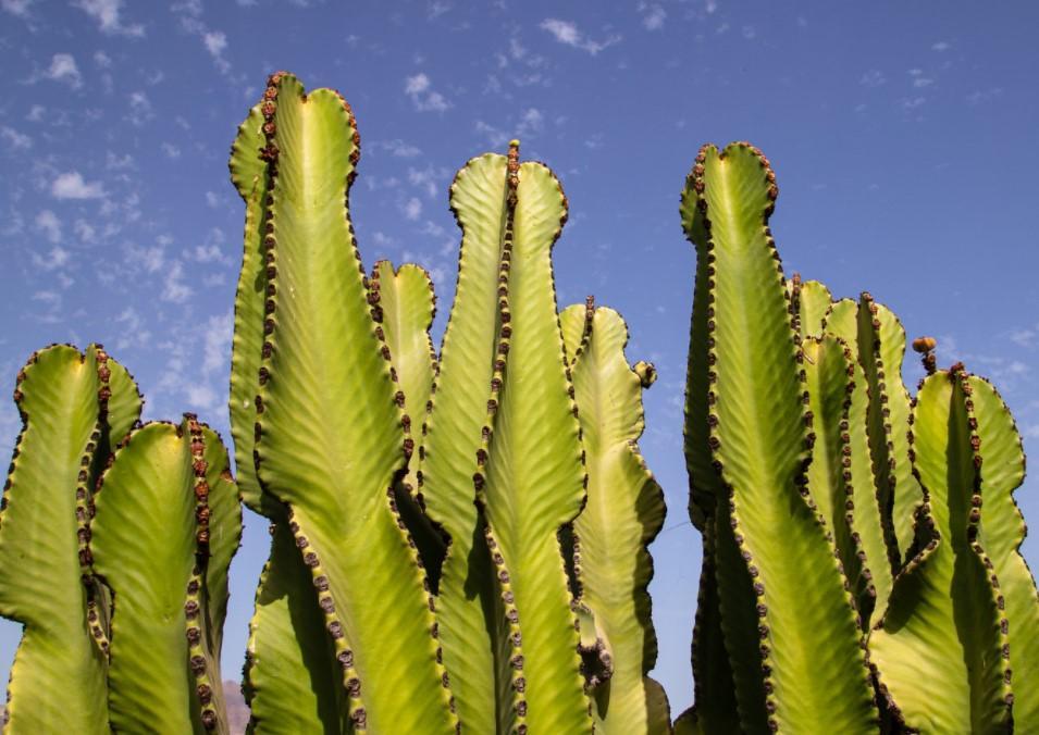 + de 20 Sortes de CACTUS d'INTÉRIEUR - Noms, Entretiens et Photos
