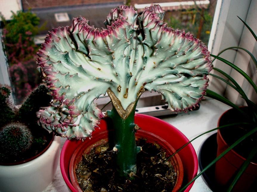 + de 20 Sortes de CACTUS d'INTÉRIEUR - Noms, Entretiens et Photos