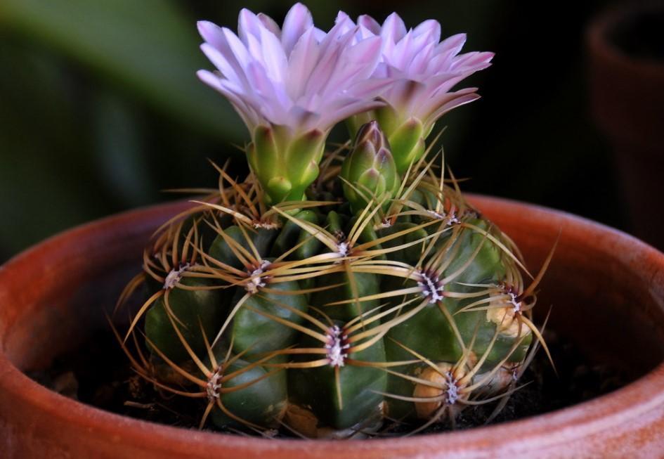 + de 20 Sortes de CACTUS d'INTÉRIEUR - Noms, Entretiens et Photos