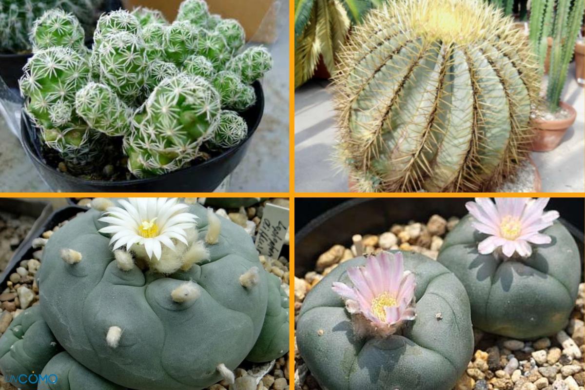 + de 20 Sortes de CACTUS d'INTÉRIEUR - Noms, Entretiens et Photos