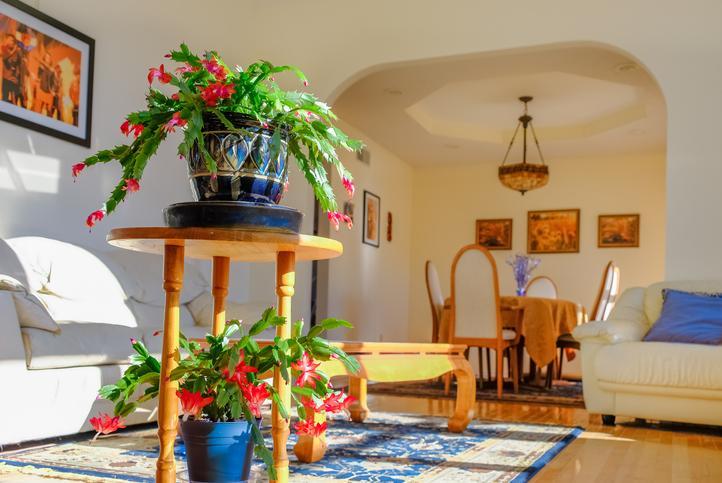 + de 20 Sortes de CACTUS d'INTÉRIEUR - Noms, Entretiens et Photos