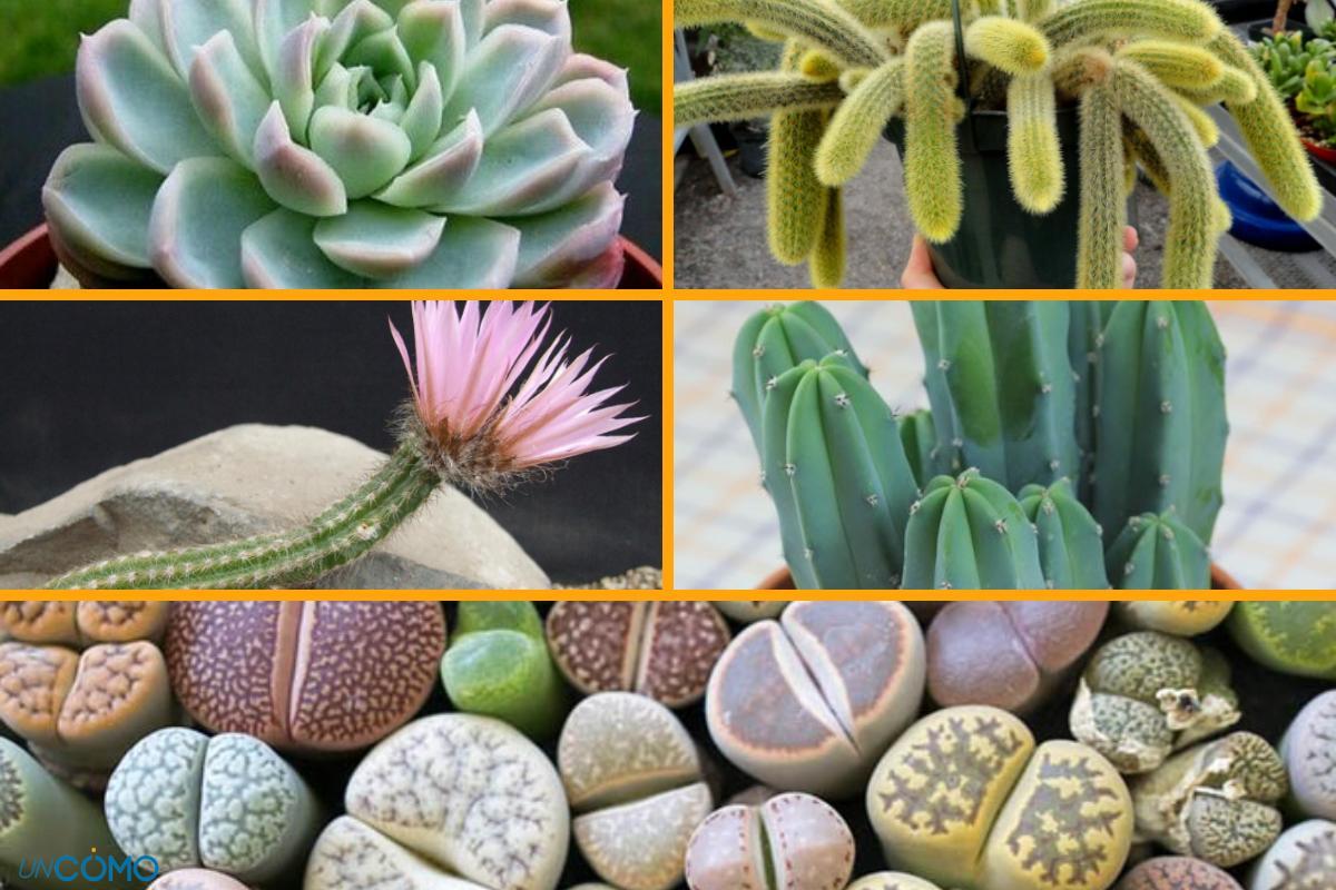 + de 20 Sortes de CACTUS d'INTÉRIEUR - Noms, Entretiens et Photos