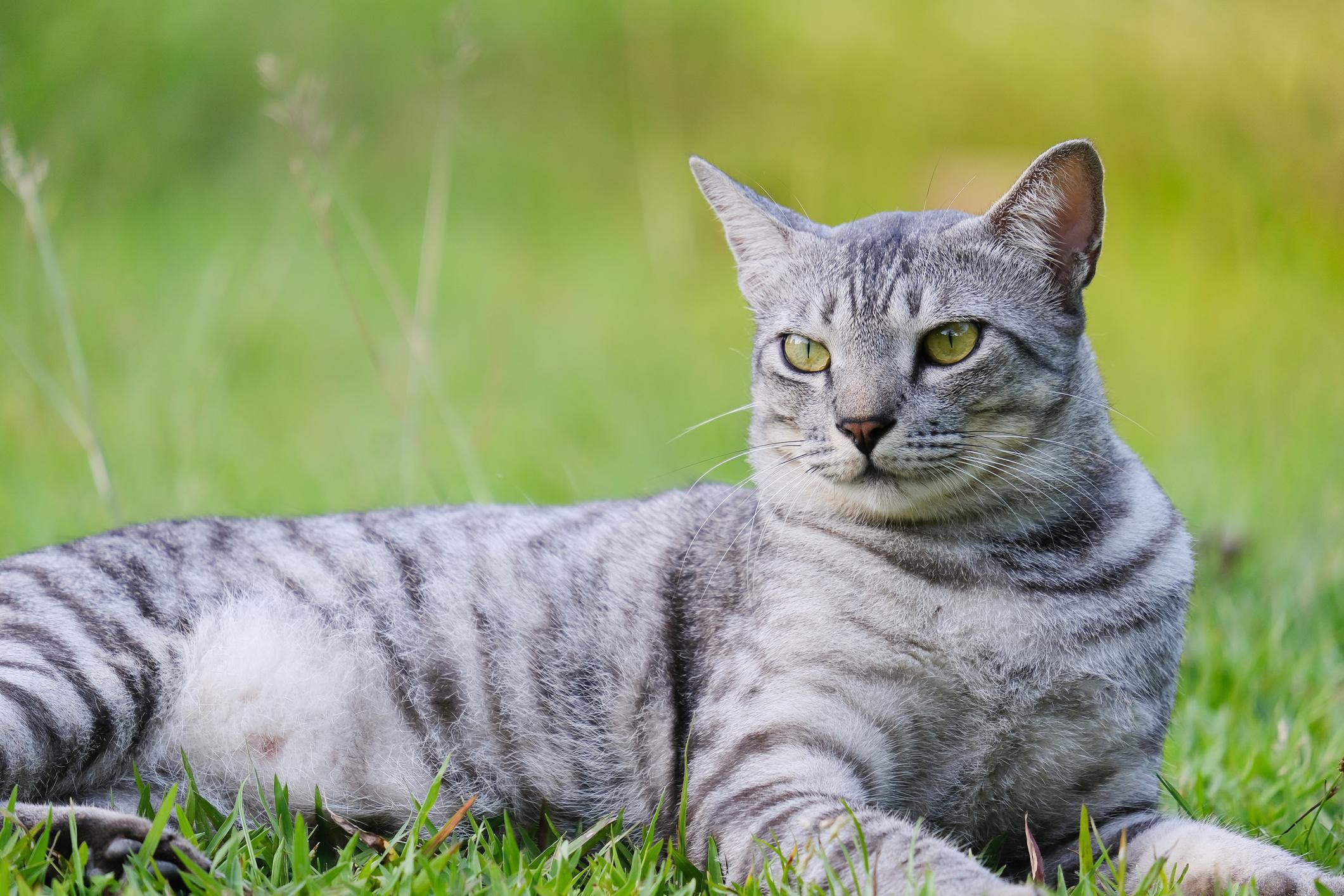 Quels Sont Les Différents Types De Chats Tigré – FJCY