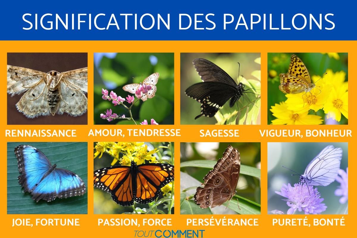 SIGNIFICATION DES PAPILLONS - Papillon de nuit, Papillon noir, Papillon ...