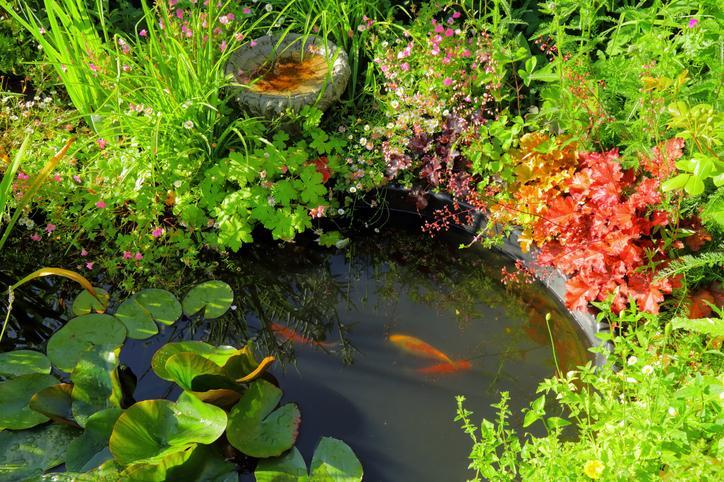 Liste de + de 50 PLANTES AQUATIQUES