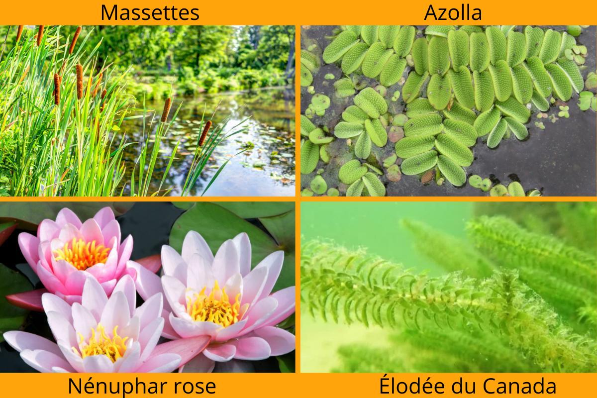 Liste de + de 50 PLANTES AQUATIQUES
