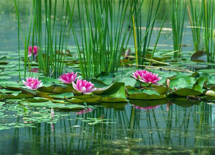 Liste de + de 50 PLANTES AQUATIQUES