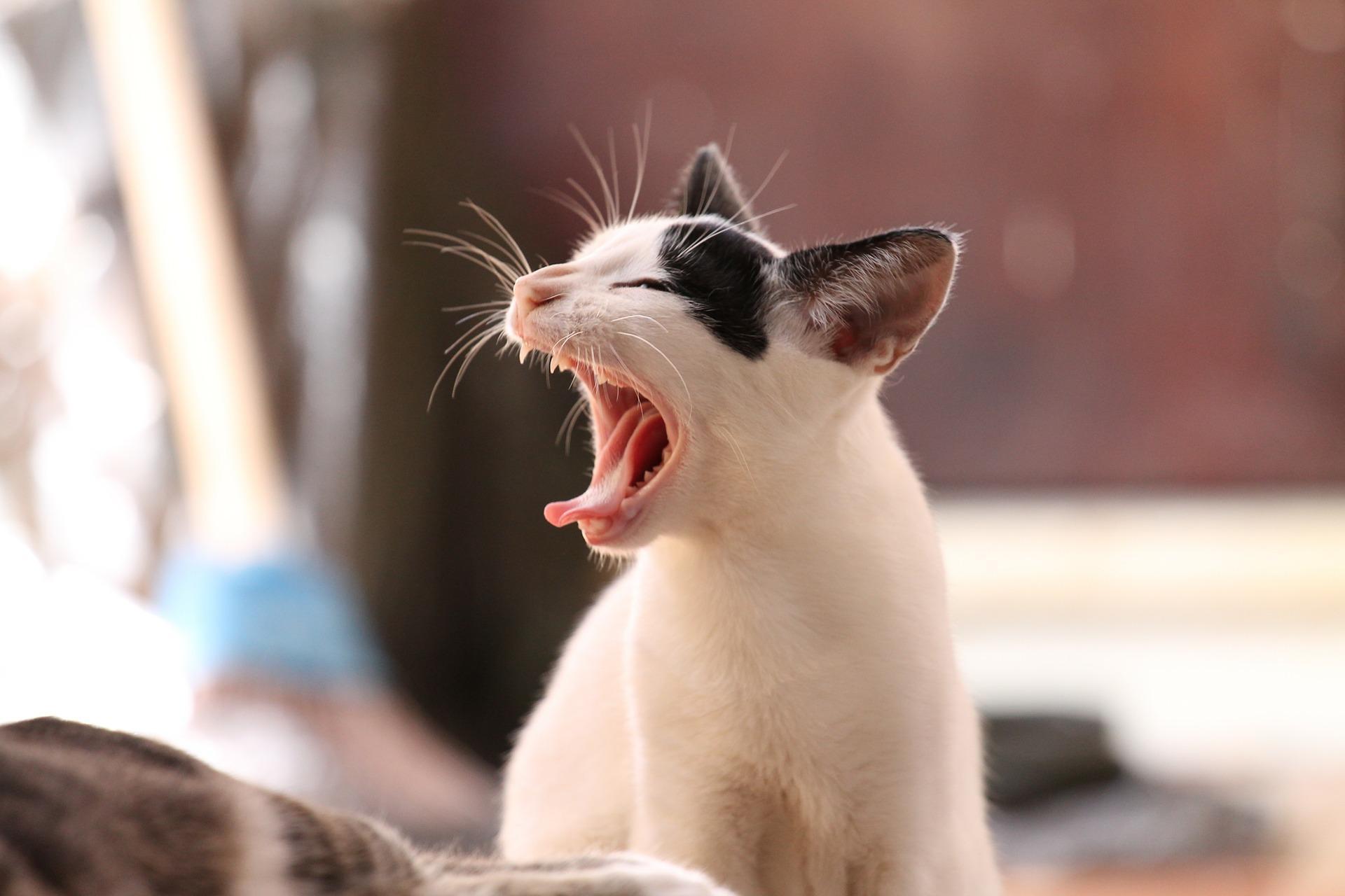 Comment soigner une gingivite chez le chat - 5 étapes
