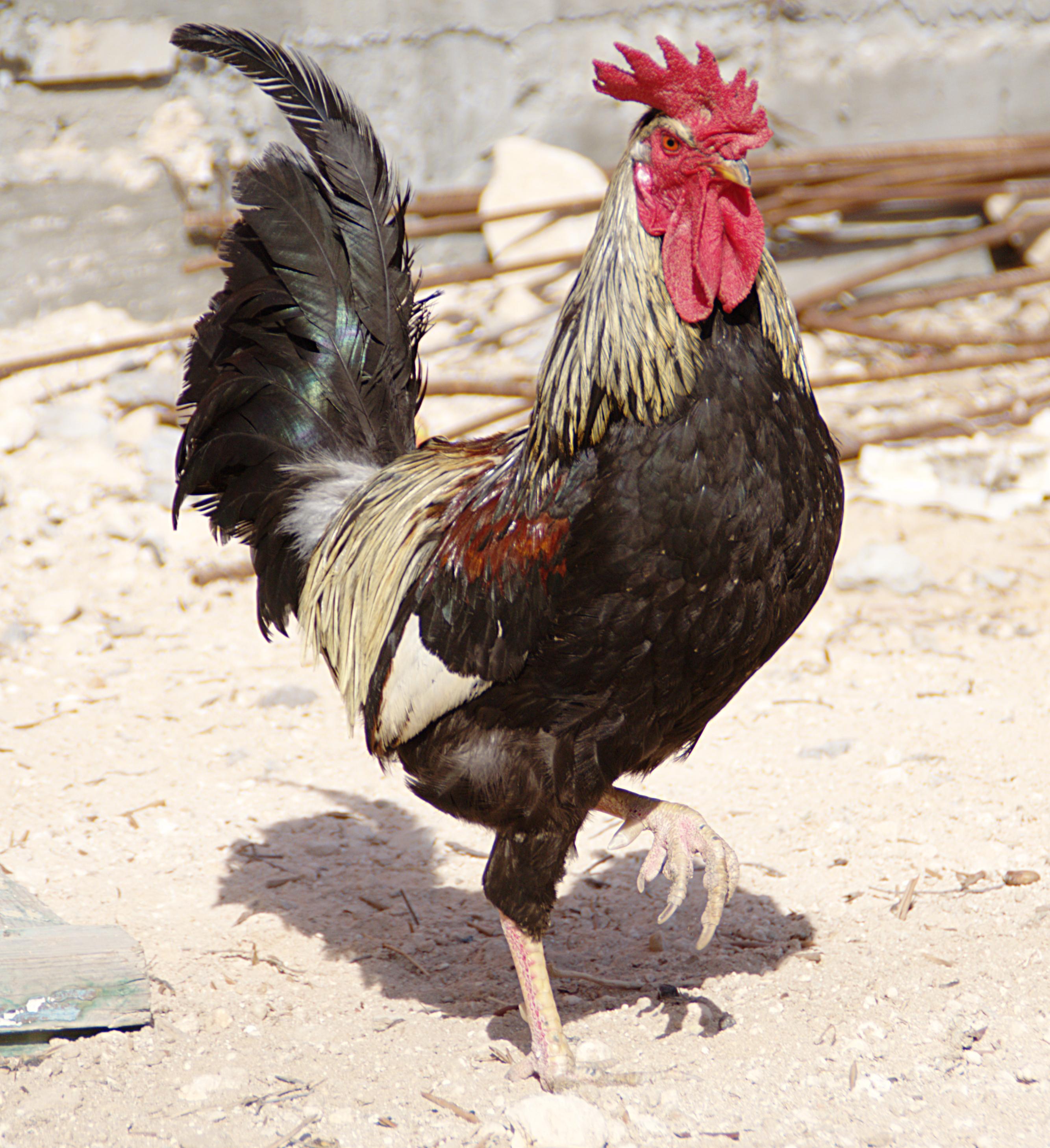 Pourquoi le coq est-il l'emblème de la France