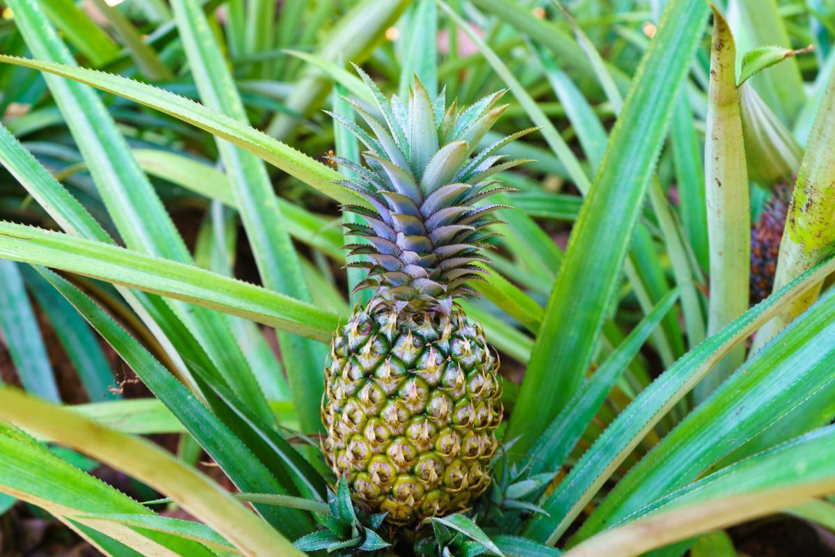 D'où vient l'ananas