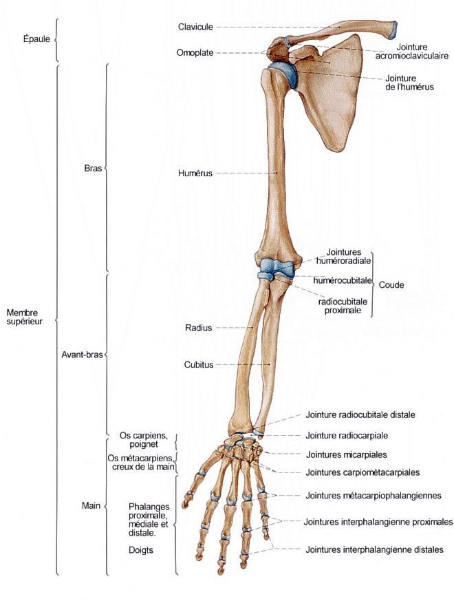 Comment se nomment les os du bras ? - Explication simple