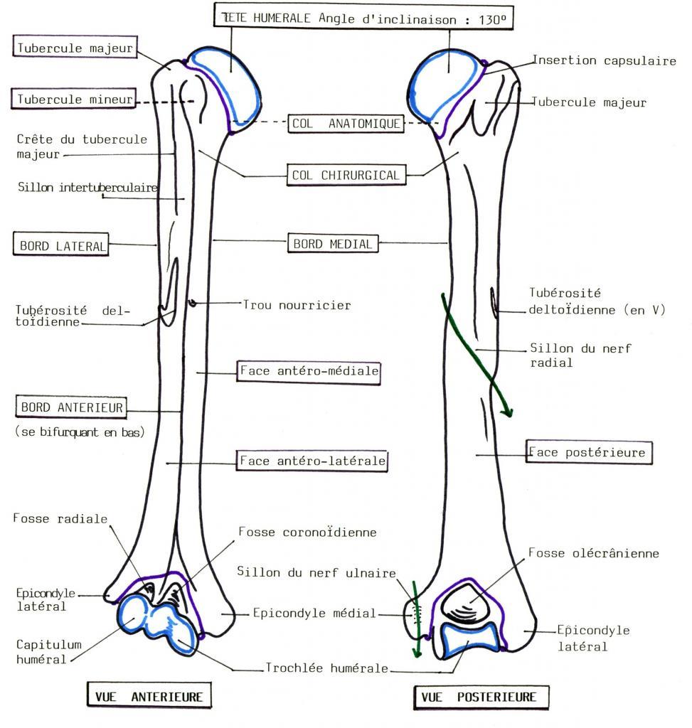 Comment se nomment les os du bras ? - Explication simple