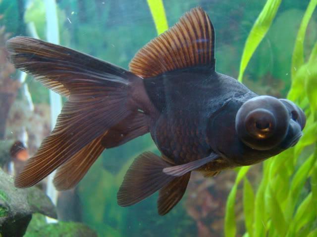 Comment s'occuper d'un poisson télescope - 6 étapes