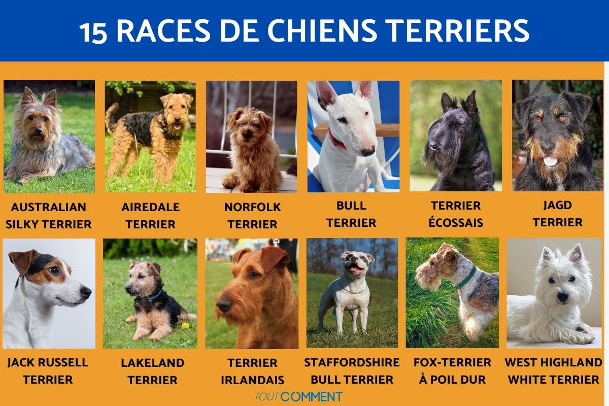 RACES DE CHIENS TERRIERS - CHIENS TERRIERS