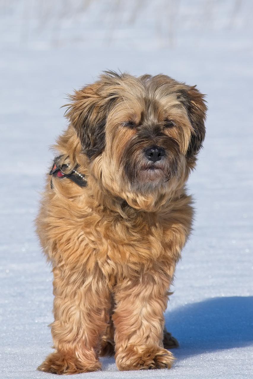 RACES DE CHIENS TERRIERS - CHIENS TERRIERS