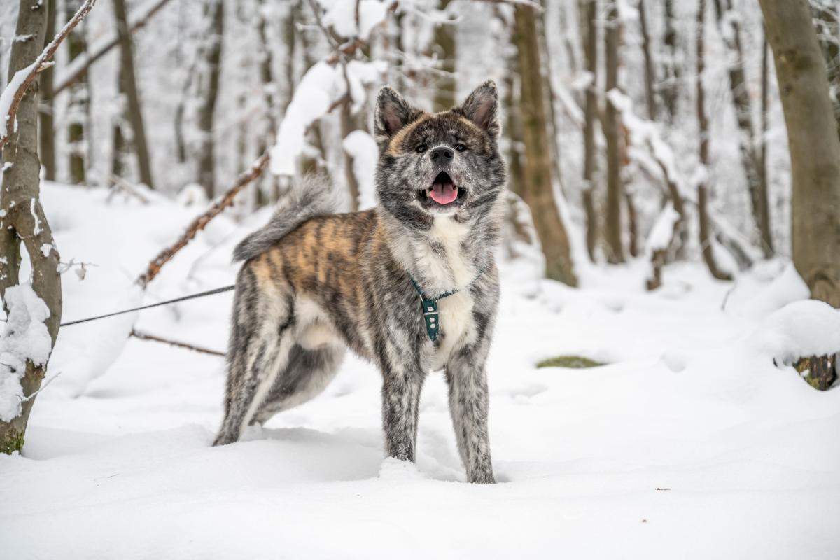 Races de chiens qui supportent le froid - Races de chiens de neige