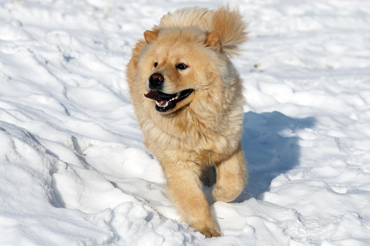 Races de chiens qui supportent le froid - Races de chiens de neige