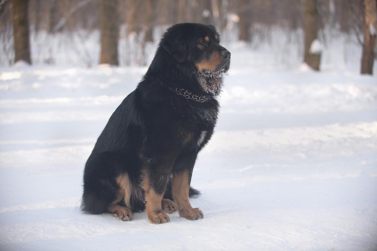 Races de chiens qui supportent le froid - Races de chiens de neige