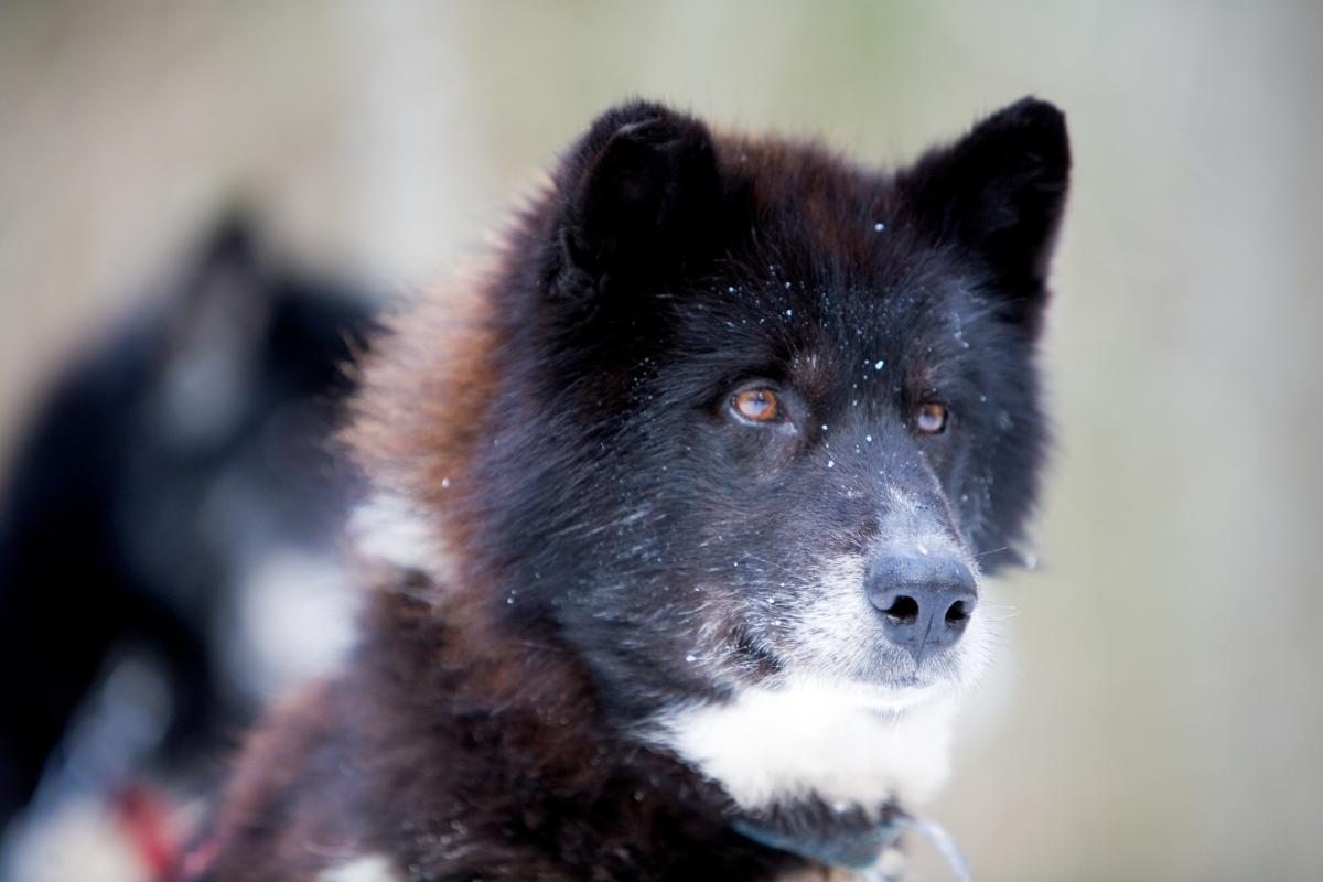Races de chiens qui supportent le froid - Races de chiens de neige