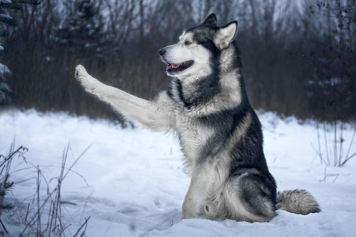 Races de chiens qui supportent le froid - Races de chiens de neige