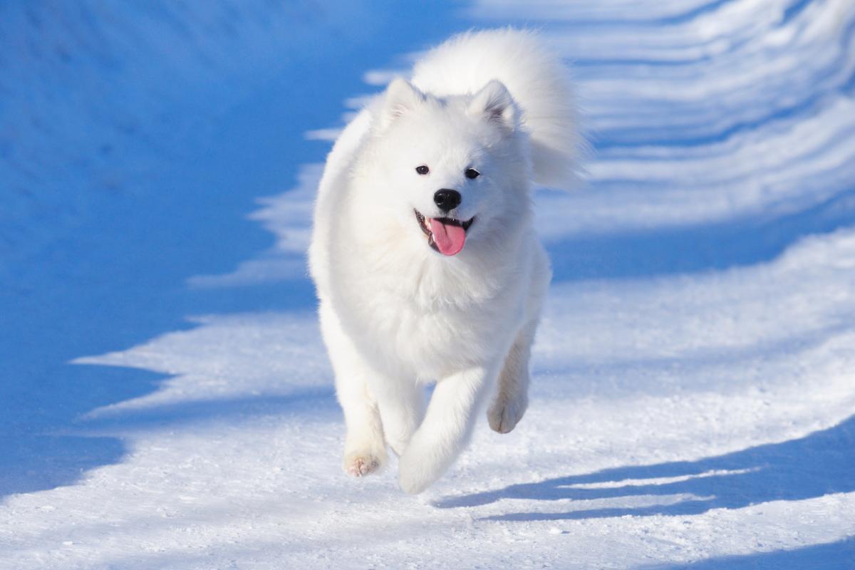 Races de chiens qui supportent le froid - Races de chiens de neige