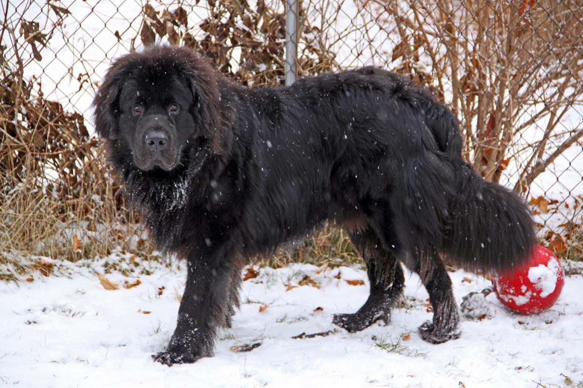 Races de chiens qui supportent le froid - Races de chiens de neige