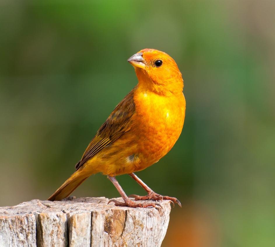 Comment savoir si un canari est un mâle ou une femelle