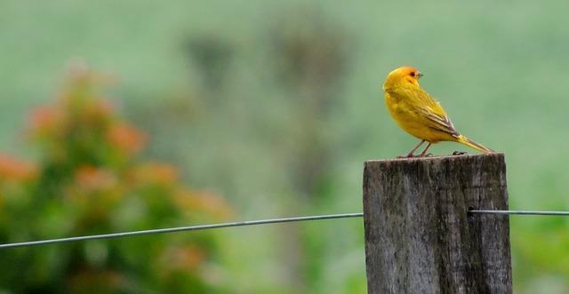 Comment savoir si un canari est un mâle ou une femelle