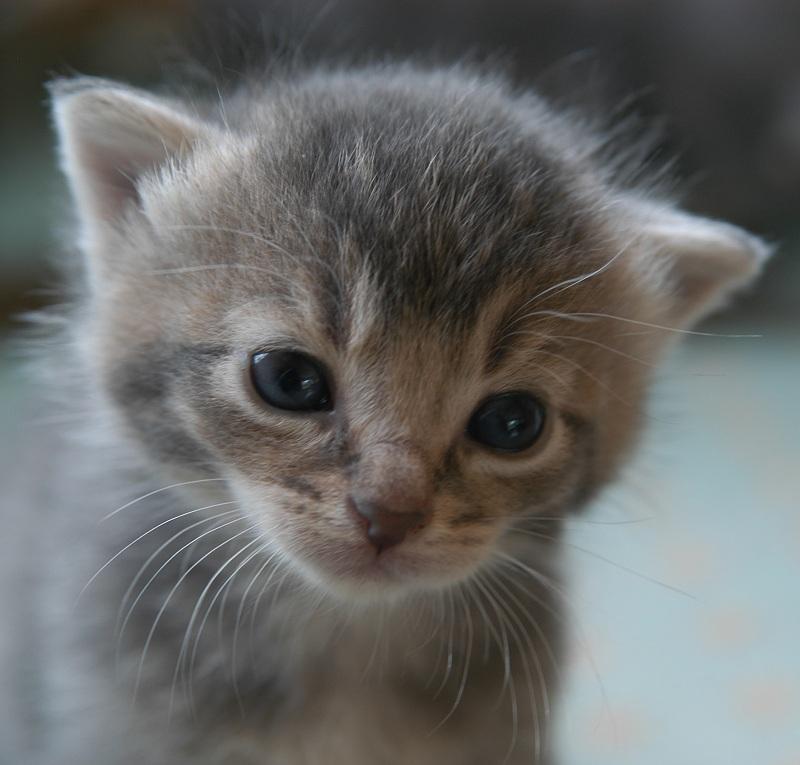 Comment savoir si un chat est un mâle ou une femelle