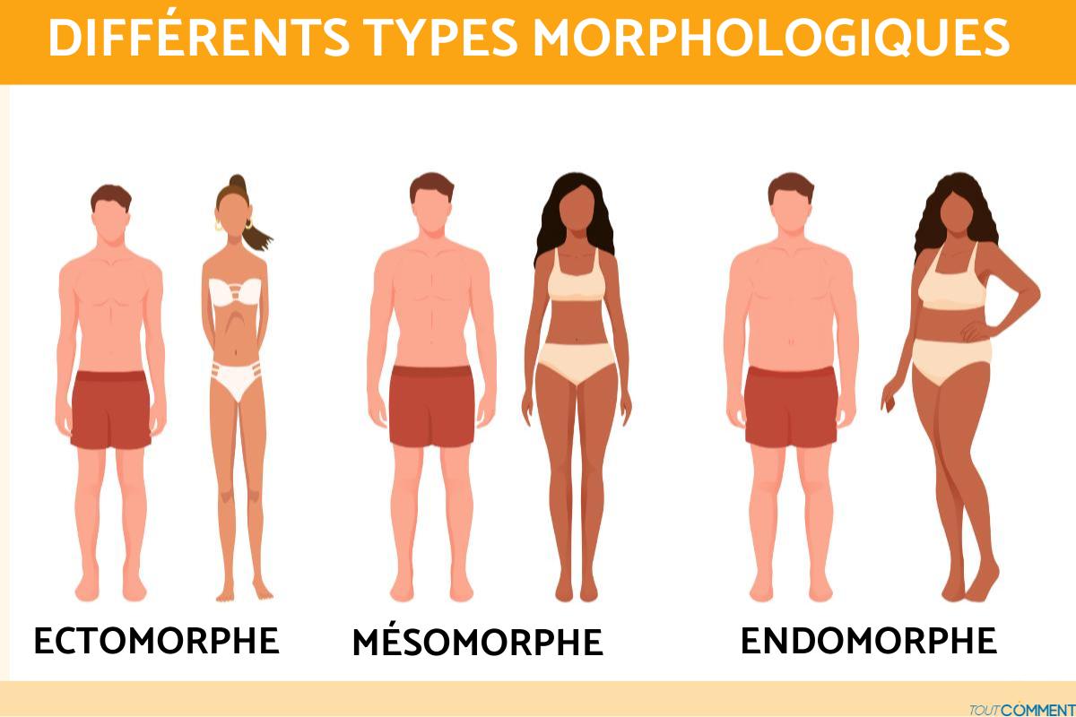 Ectomorphe, mésomorphe et endomorphe : différents types morphologiques