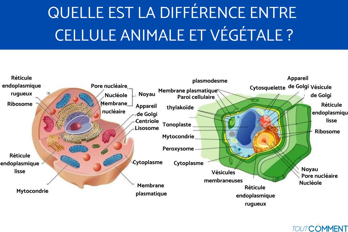 Différence entre CELLULE ANIMALE et VÉGÉTALE - Schéma et tableau