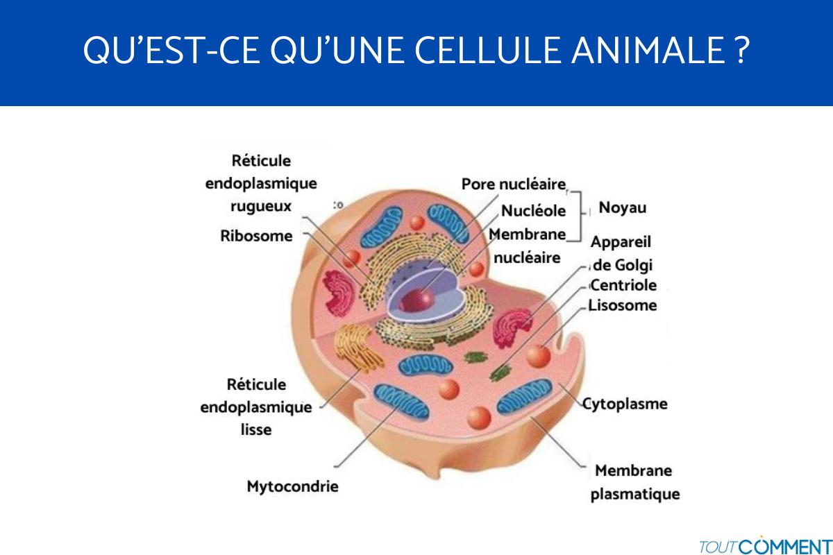 Différence entre CELLULE ANIMALE et VÉGÉTALE - Schéma et tableau