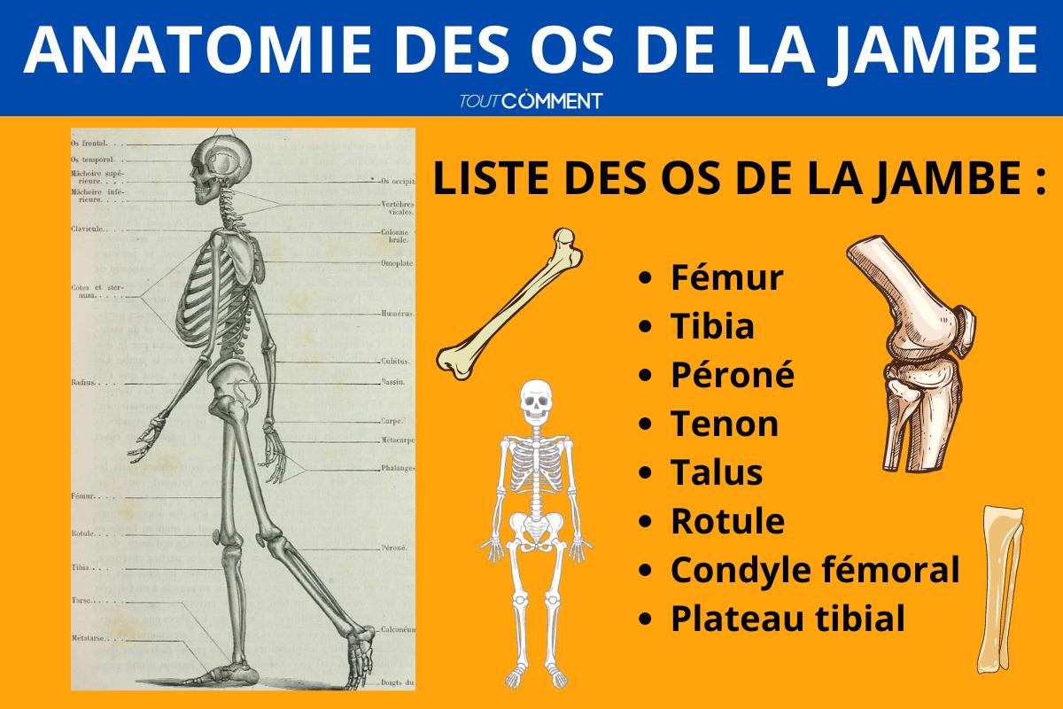 Quels sont les os de la jambe ? - Anatomie des os de la jambe