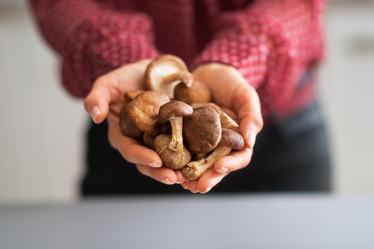 Champignons shiitake: bienfaits, dangers et recettes